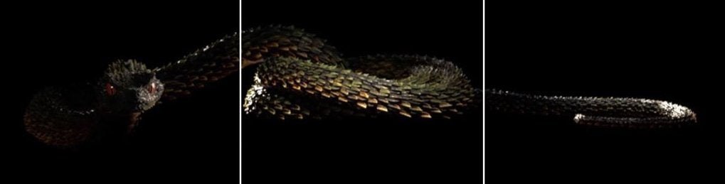 Taylor Swift's Social Media Snake Reveals Its Head -- Now Where's the ...