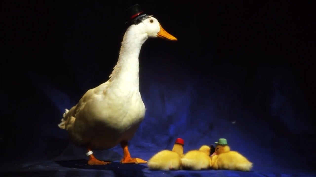 Stop What You're Doing and Watch 'DuckTales' With Real Ducks ...