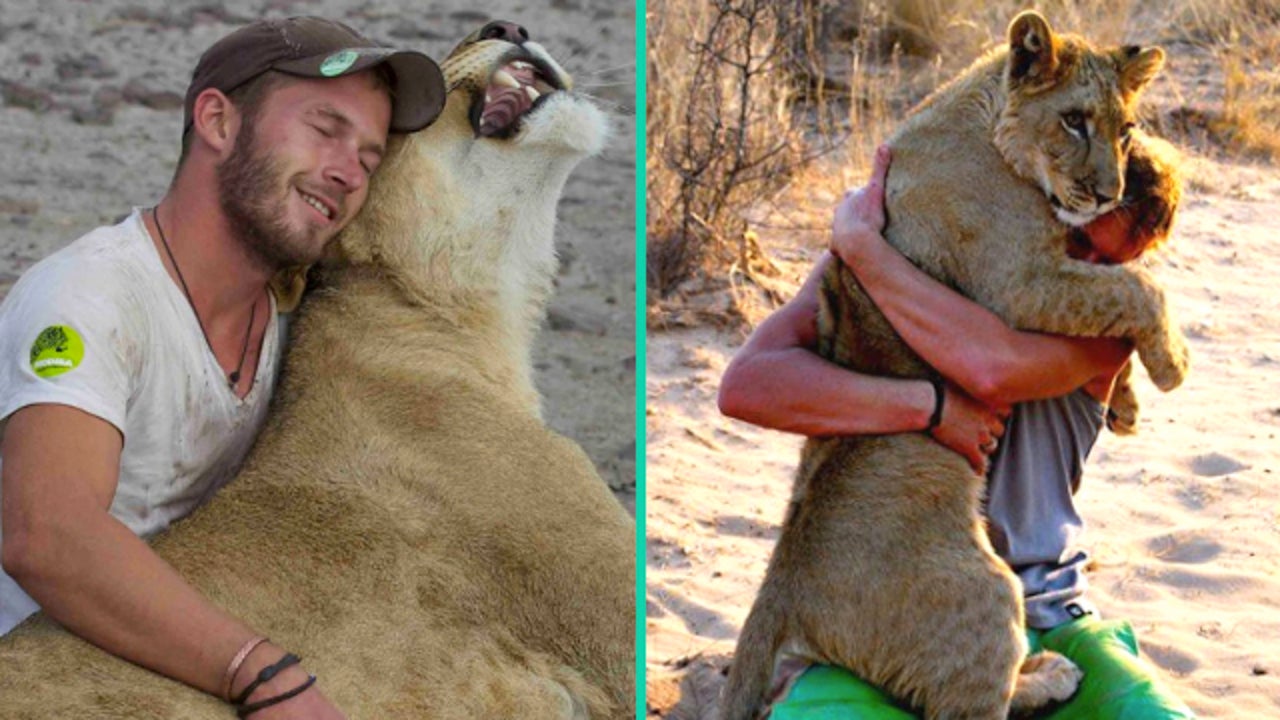 Watch the Heartwarming Moment a Lion Recognizes the Man Who Rescued Her ...