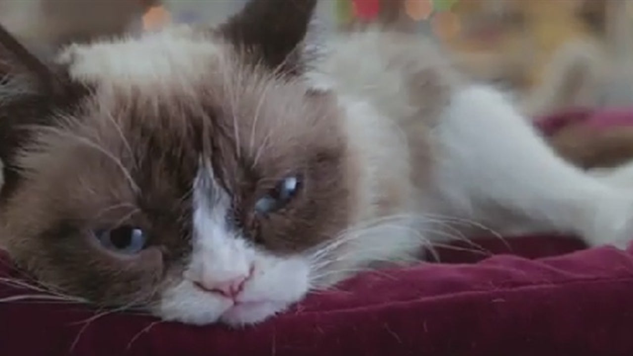 Grumpy Cat Is Not Feeling the Holidays in 'Worst Christmas Ever ...
