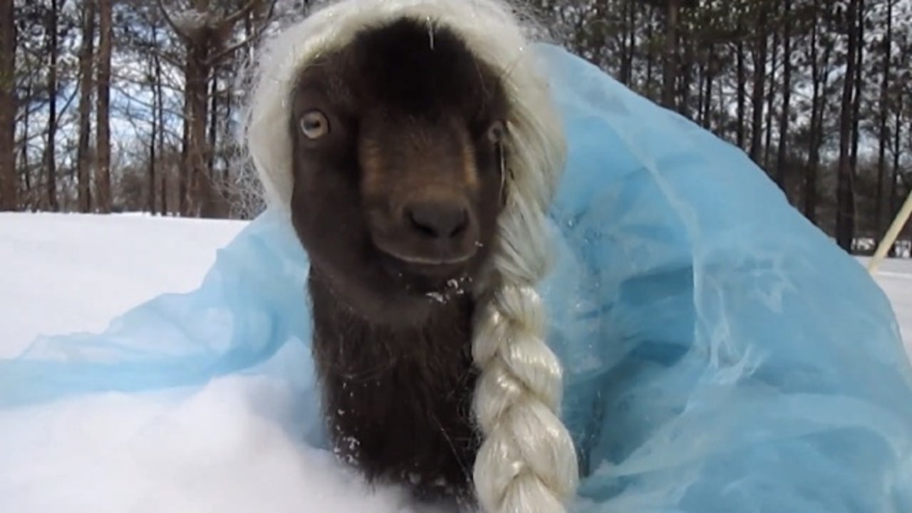 This Farm Dresses Up a Goat as Characters From 'Frozen' | Entertainment ...
