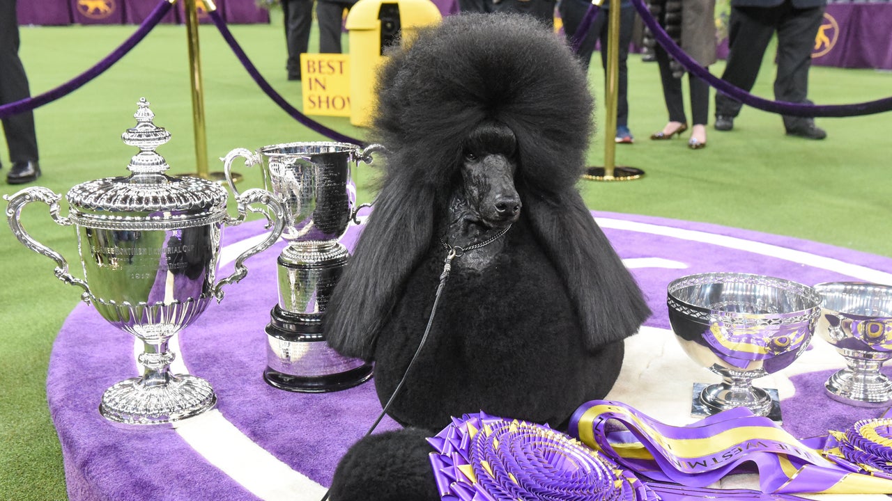 Siba the Standard Poodle Wins 'Best in Show' at Westminster Dog Show ...
