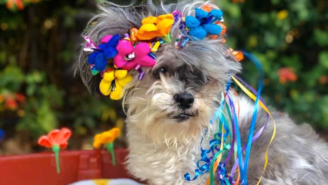 Have A Good Week Dog