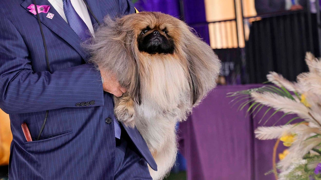 Wasabi, a Pekingese, Takes Top Honors at Westminster Dog Show ...