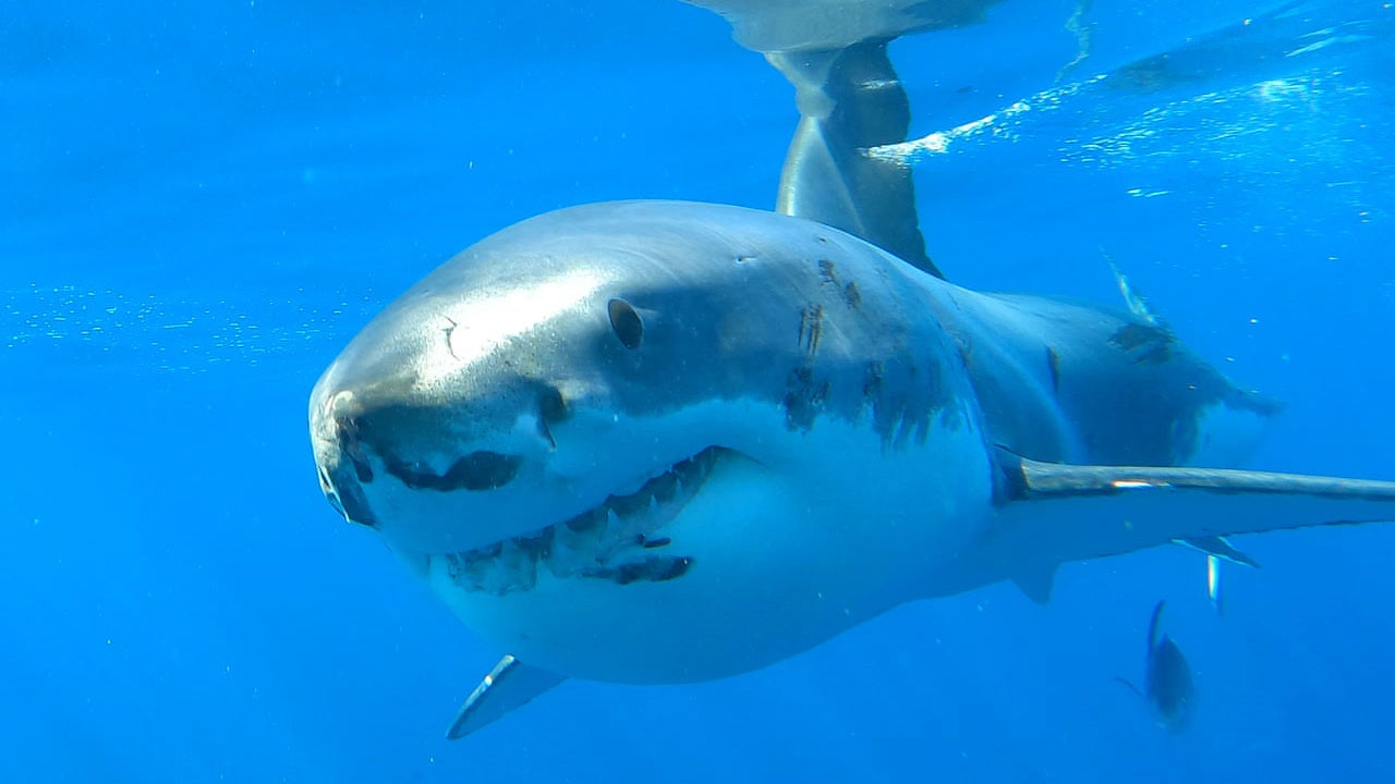 SharkFest: How to Watch the Annual National Geographic Event on Disney ...