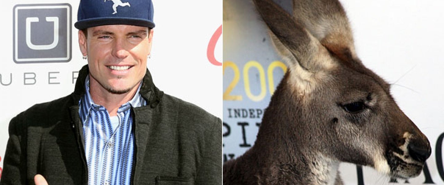 Vanilla Ice Wallaroo