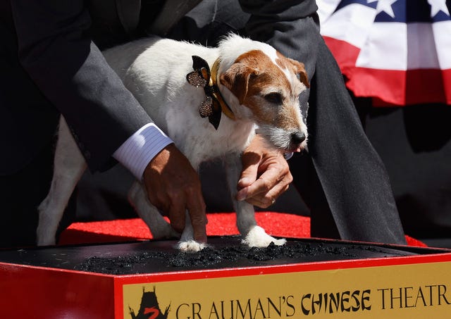 Uggie Unleashed at Chinese Theatre | Entertainment Tonight