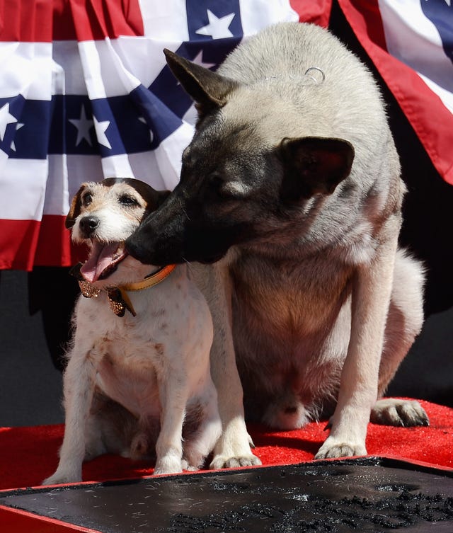 Uggie Unleashed at Chinese Theatre | Entertainment Tonight