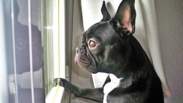 Carrie Fisher and Her Beloved Dog Gary's Sweetest Moments ...