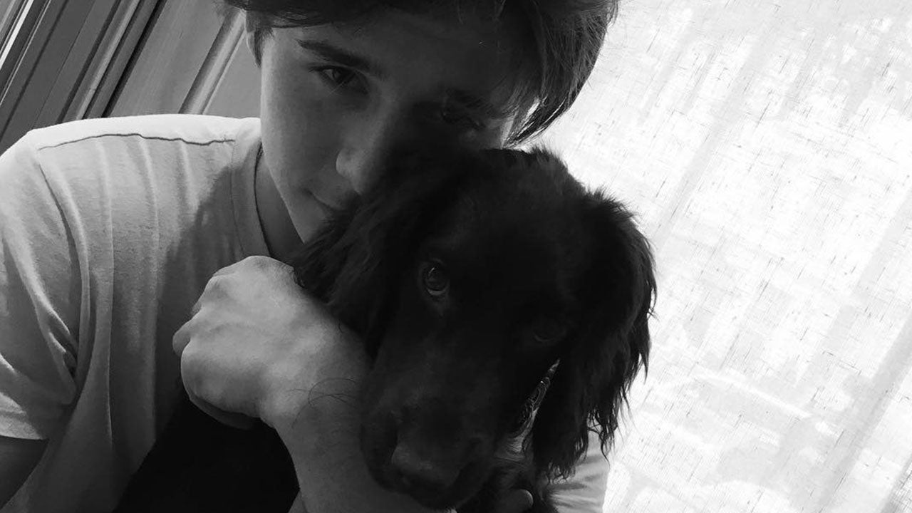 Brooklyn Beckham's Dog Gets an Instagram, Because Why Not ...