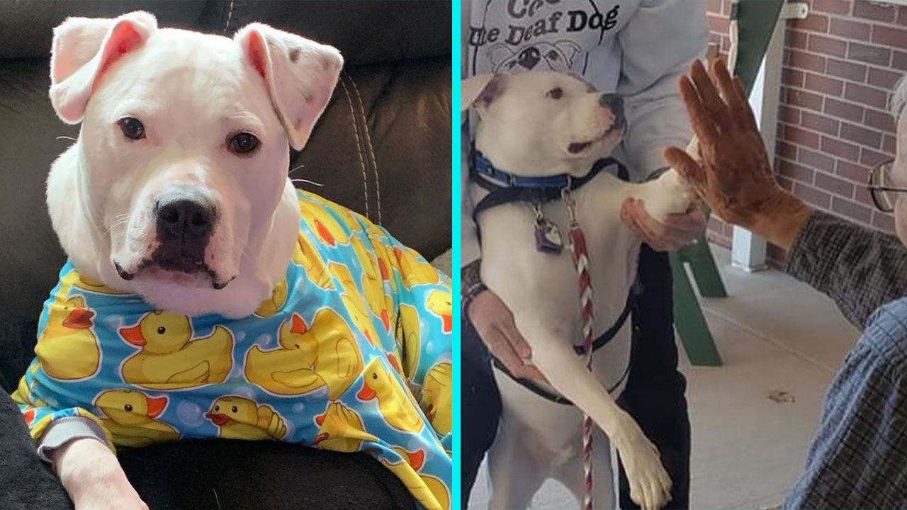 Cole the Deaf Dog Serves as a 'Ray of Sunshine' During These ...