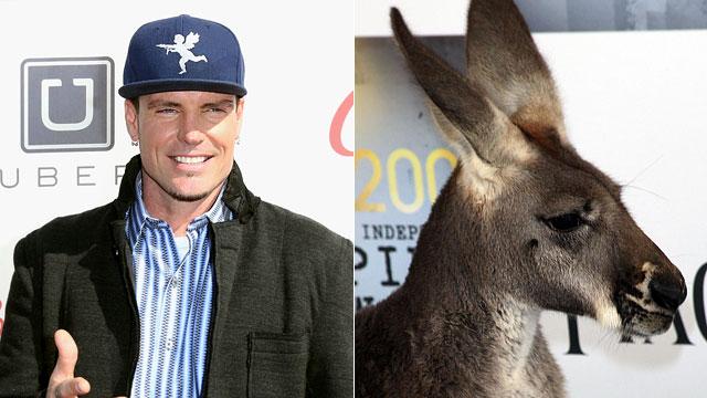vanilla ice wallaroo