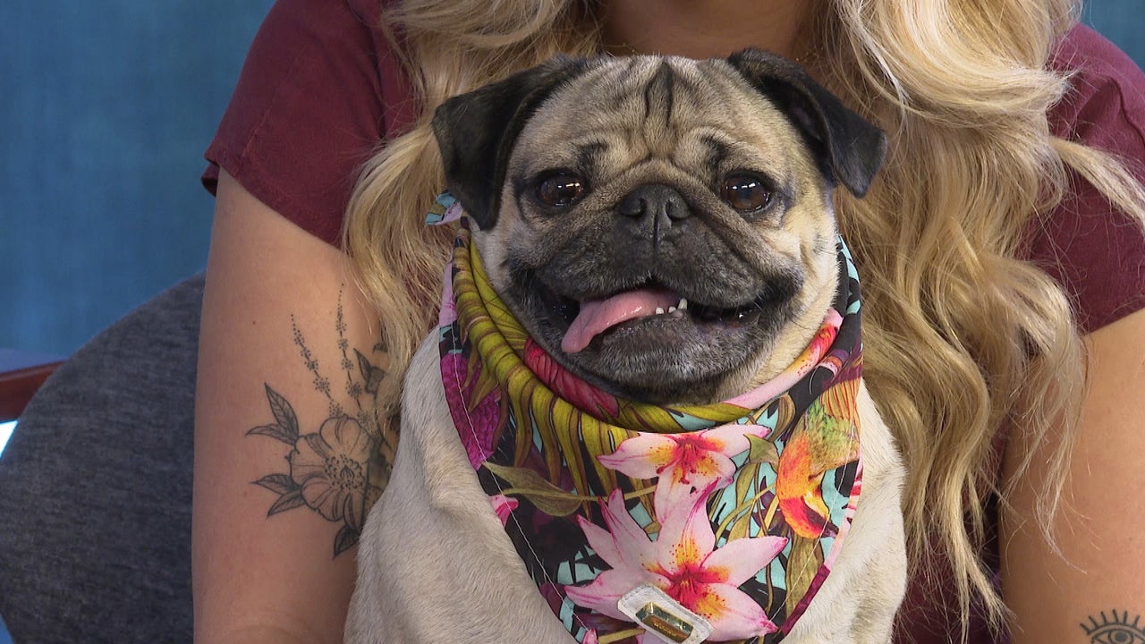 How Doug the Pug Became a Star!