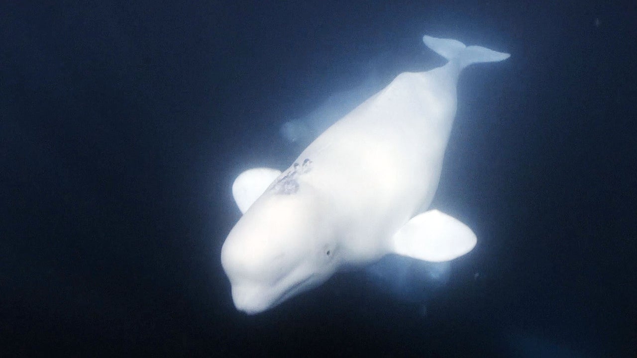 'Secrets of the Whales' on Disney Plus (Exclusive Clip)